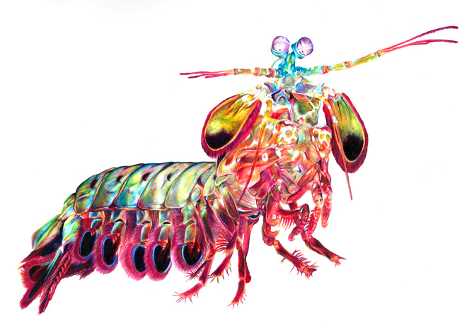 Mantis Shrimp - Art by Yvonne Byers